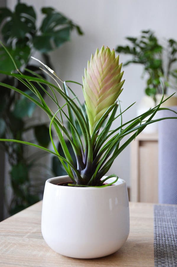 Pink Bromeliad Plant in the Pot Stock Photo - Image of epiphyte, hardy ...