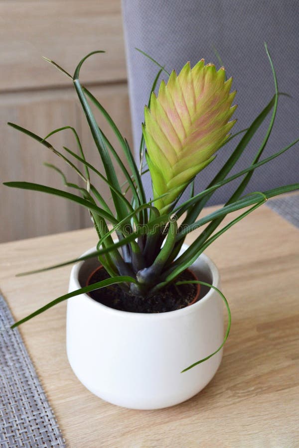 Pink Bromeliad Plant in the Pot Stock Photo - Image of botanical, green ...