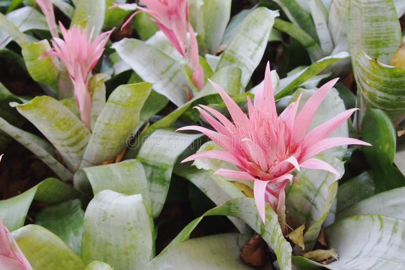 Pink Bromeliad plants stock photo. Image of blooming - 48064314