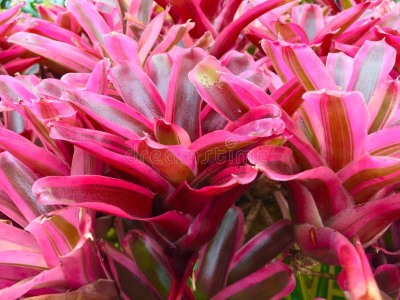 Pink Bromeliad stock image. Image of bromeliads, garden - 69268993