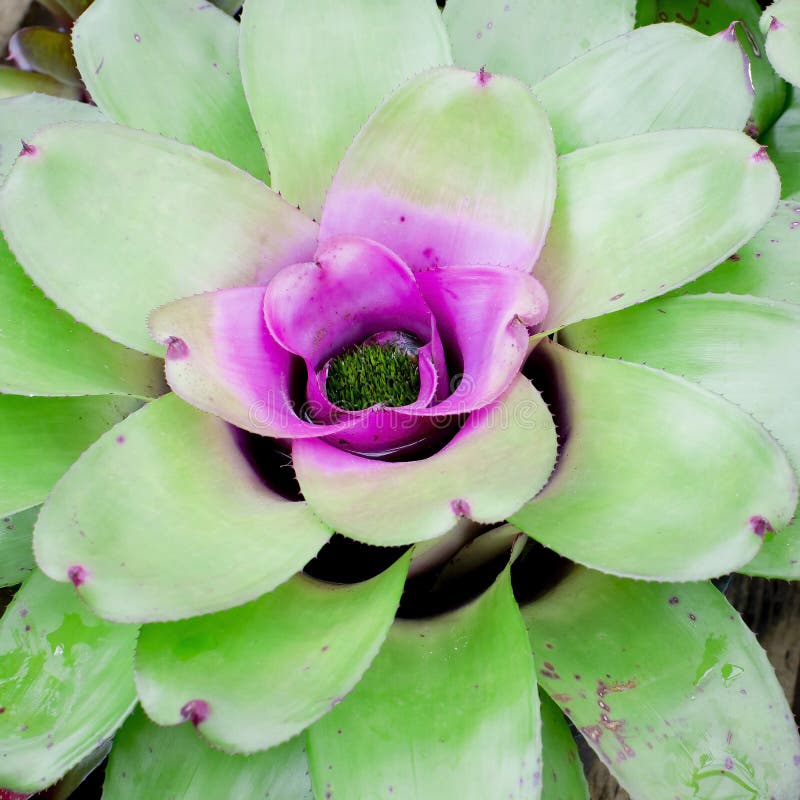 944 Bromeliads Bloom Stock Photos - Free & Royalty-Free Stock Photos ...