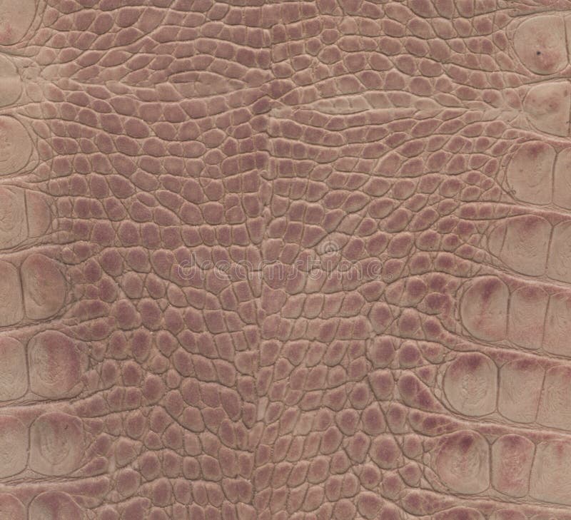 Albino Alligator Texture stock photo. Image of scales, reptile - 92194