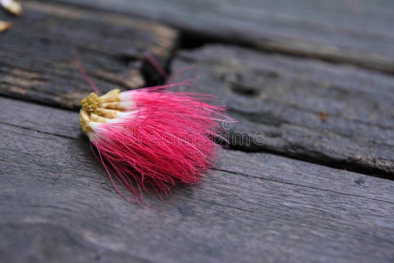 Pink brush stock photo. Image of relax, pink, flower - 32778860