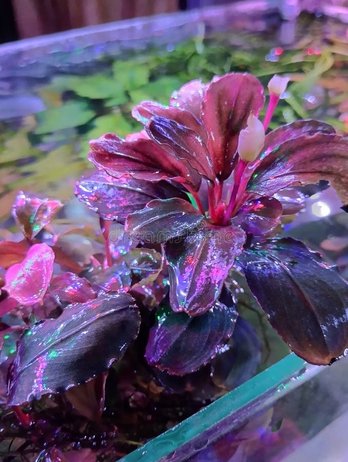 Pink Bucephalandra on the Water Native in Borneo Stock Photo - Image of ...