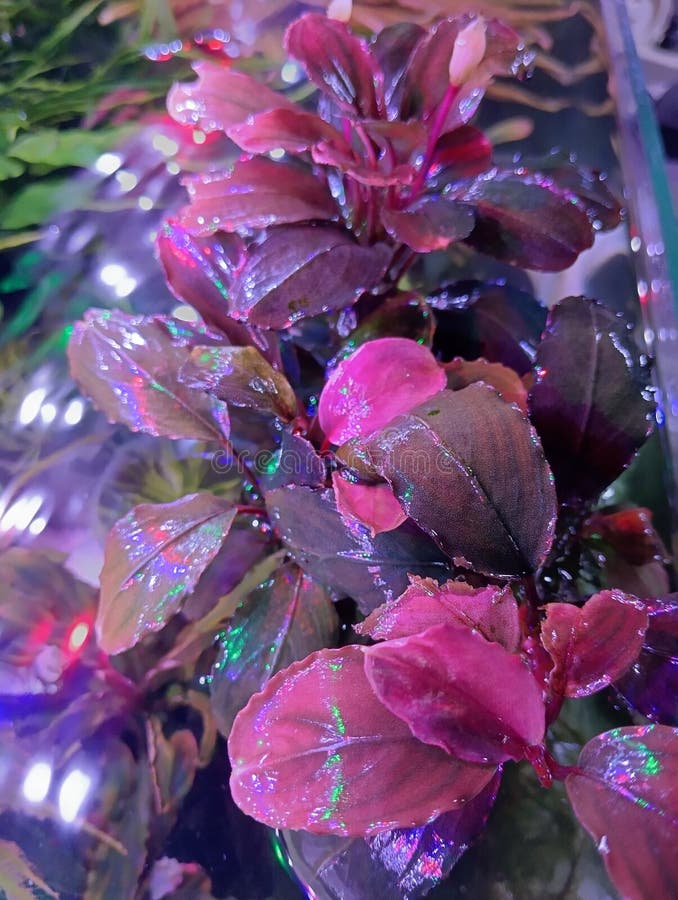 Pink Bucephalandra on the Water Native in Borneo Stock Image - Image of ...