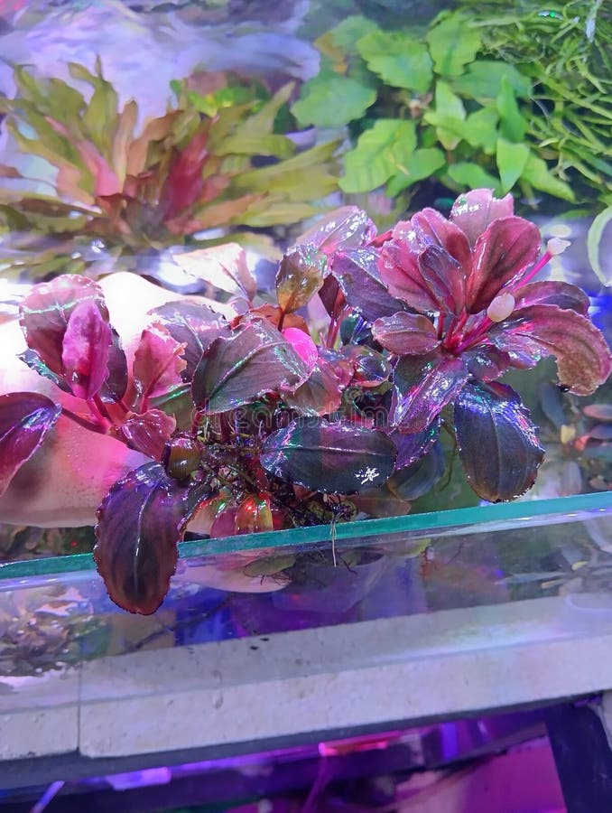 Pink Bucephalandra on the Water Native in Borneo Stock Image - Image of ...