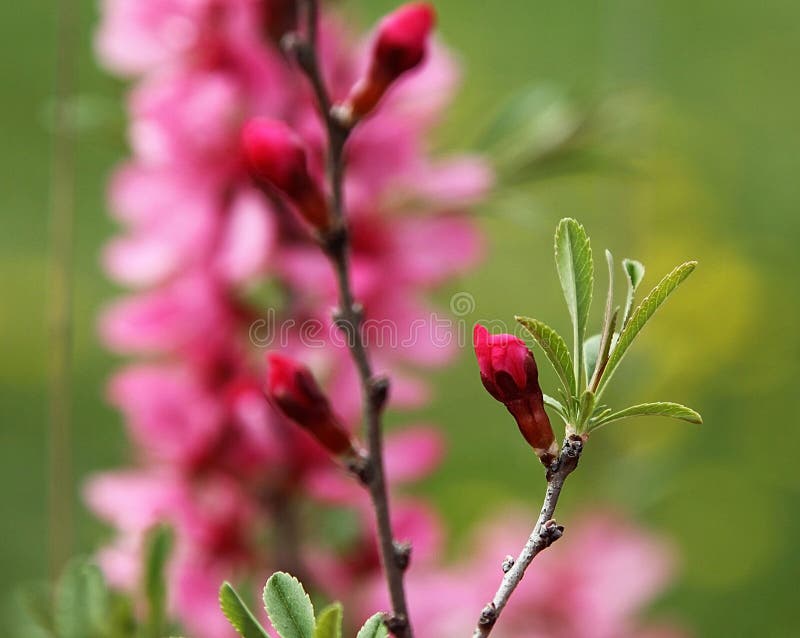 Pink bud stock image. Image of blooming, blossom, garden - 69539657