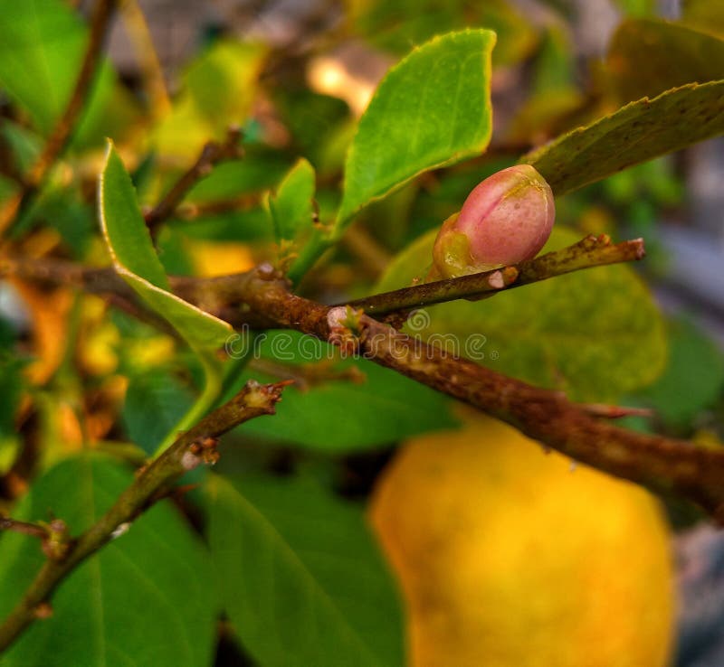 A pink bud lemon flower stock image. Image of leaf, blossom - 205760135
