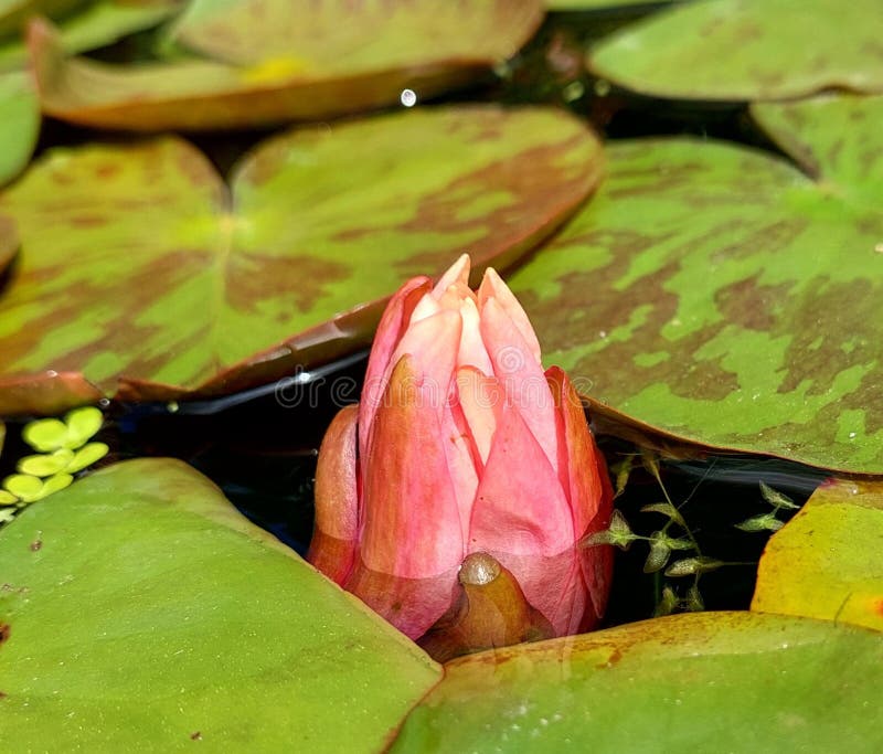 Pink Bud of Water Lily Flowering Plant Stock Image - Image of water ...