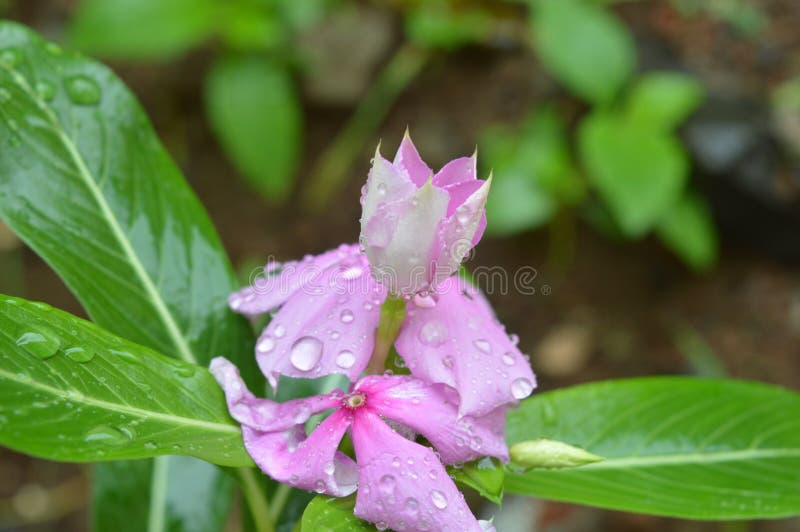 Pink Budding Flower with Water Drops Stock Image - Image of spring ...