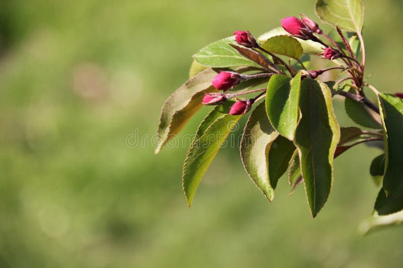 Pink Buds on the Apple Tree Stock Image - Image of apple, buds: 93295863
