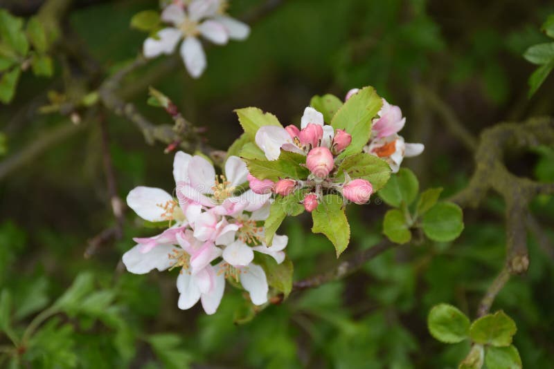 Pink Buds and Blossoms on an Apple Tree in the Sping Stock Photo ...