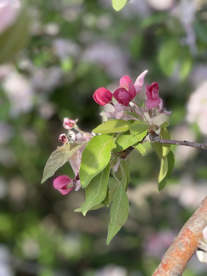 Pink Buds and Flowers, Apple Tree Inflorescence Stock Photo - Image of ...