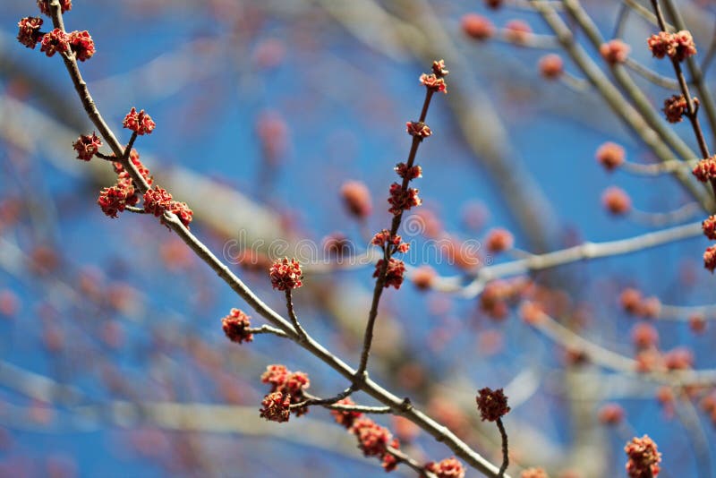 Pink Buds Blooming on a Tree Stock Photo - Image of environment, garden ...