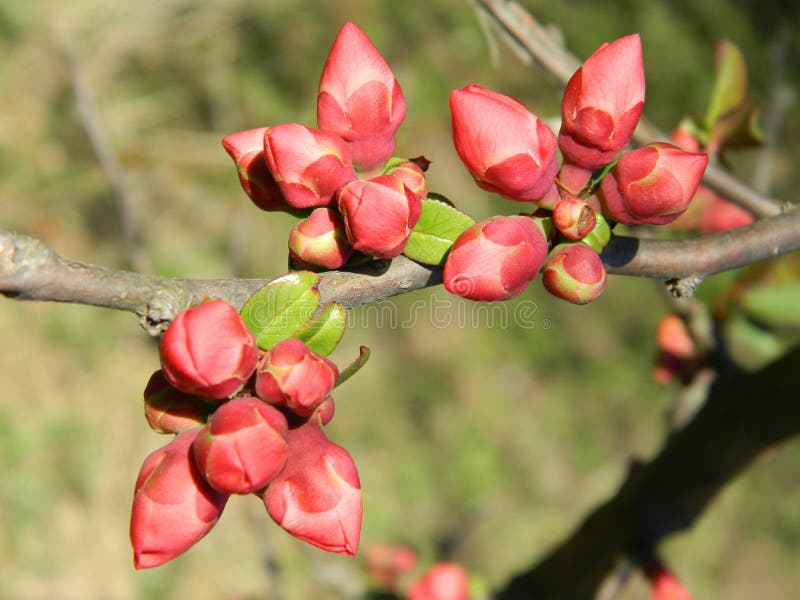 Pink buds stock image. Image of flower, flowers, buds - 90082849