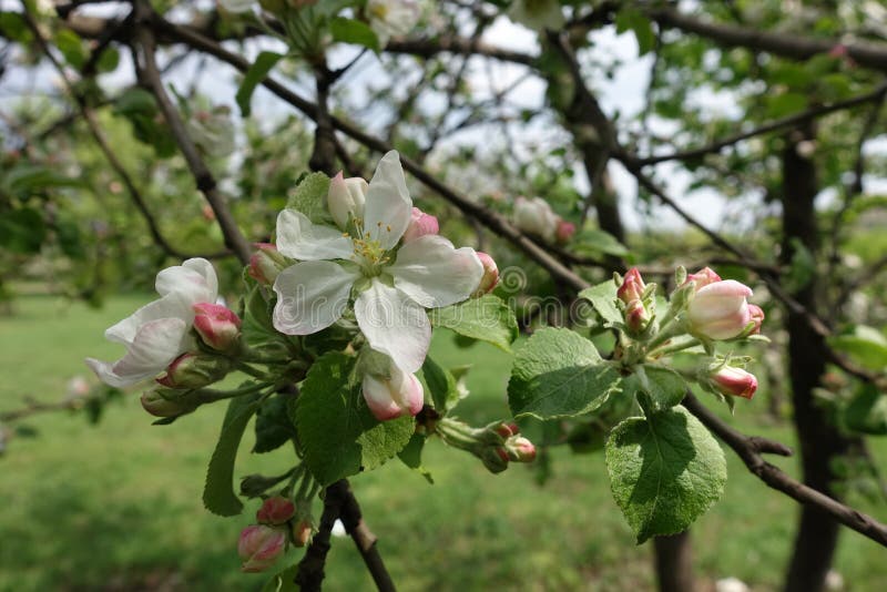 Pink Buds and White Flowers of Apple in Spring Stock Photo - Image of ...