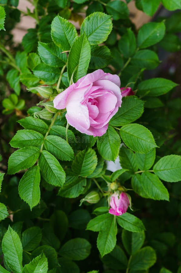 Pink Buds and Wild Tea Rose Flowers Stock Photo - Image of beautiful ...