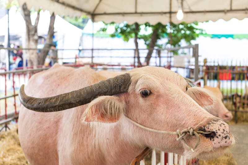 The pink buffalo stock image. Image of food, livestock - 109337049