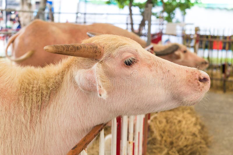 The pink buffalo stock image. Image of buffalo, animals - 109089367