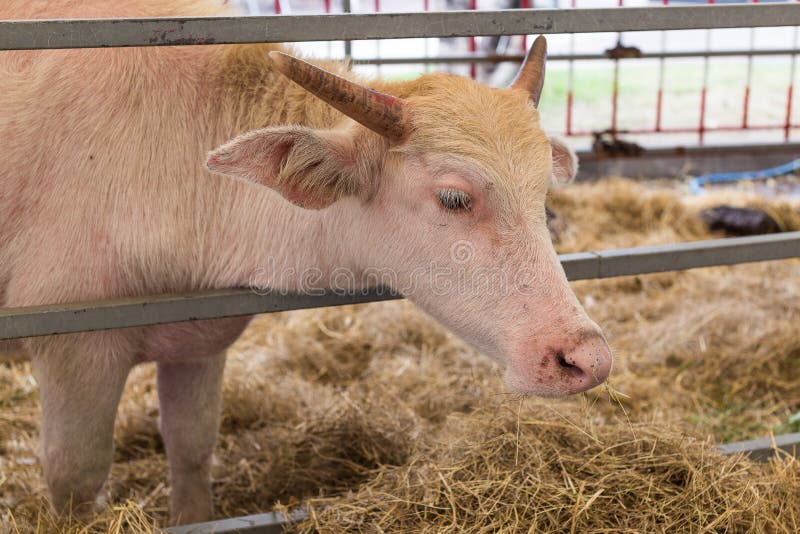 The pink buffalo stock photo. Image of grass, domestic - 109089350