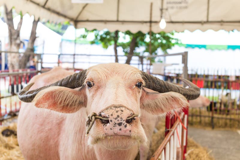 The pink buffalo stock photo. Image of domestic, mammal - 109089438