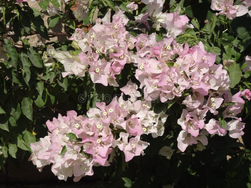 Pink Bugambilia Flower stock photo. Image of mexico, rosa - 79373820