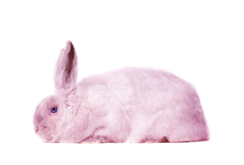 Pink bunny rabbit stock photo. Image of breeding, rodent - 4428118