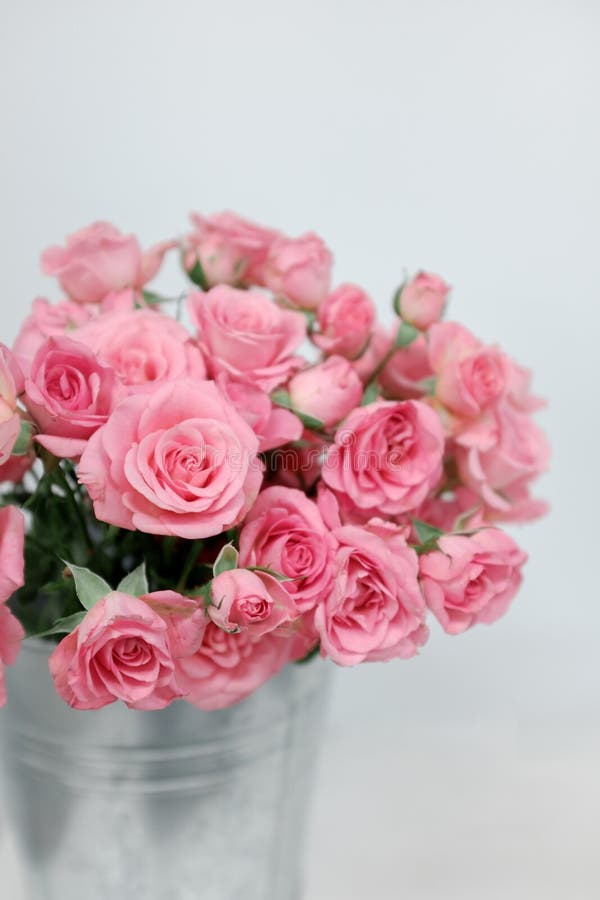Pink Bush Roses in a Bucket Stock Photo - Image of dark, full: 96693694