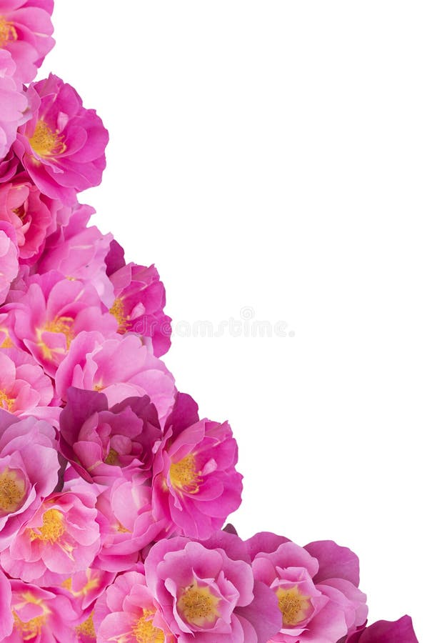 6+ Red white roses corner Free Stock Photos - StockFreeImages