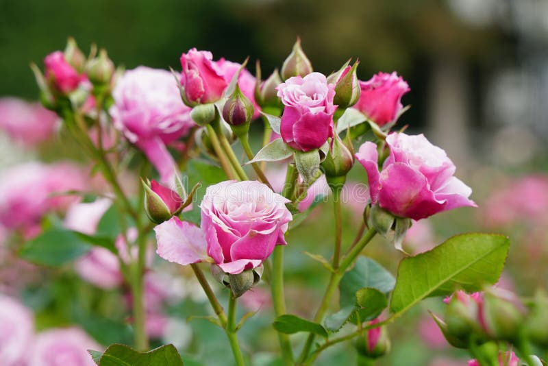 Pink Bush Roses in the Park in Summer Stock Image - Image of roses ...
