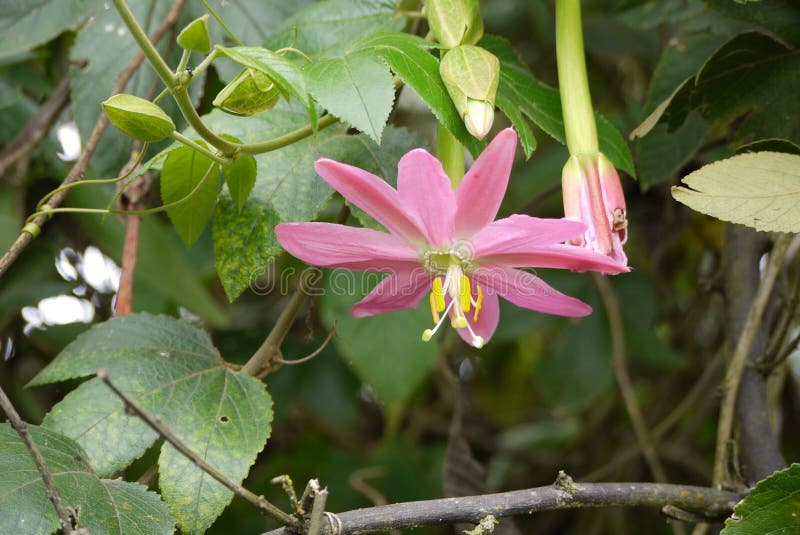 Pink stock photo. Image of curuba, bushs, pink, flower - 136922520