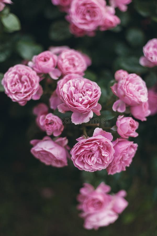 Pink Bush of a Tea Rose Bloomed in Big and Beautiful Flowers. Stock ...