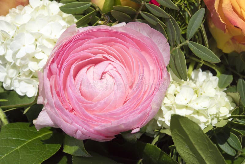 Pink buttercup stock photo. Image of peruvian, wonderful - 93271402