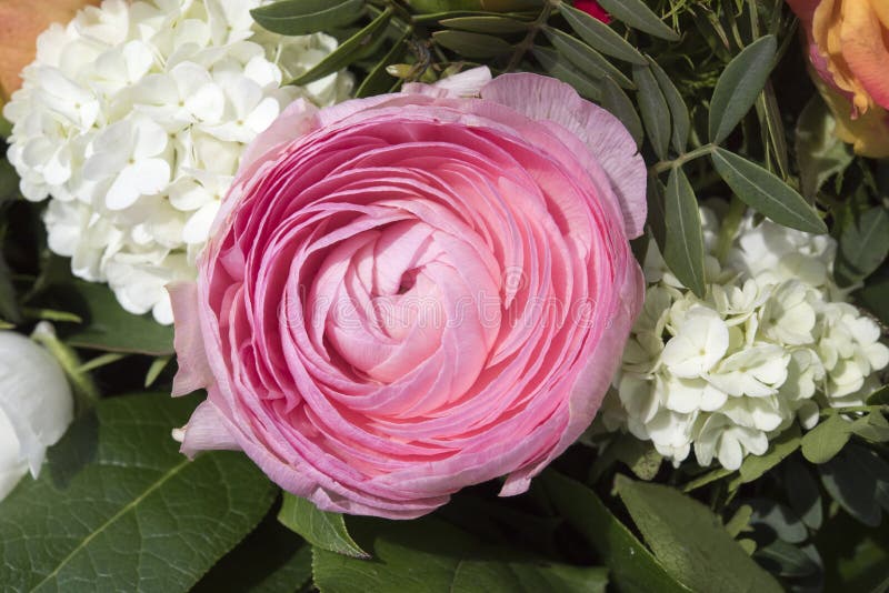 Pink buttercup stock image. Image of green, blooming - 93271937