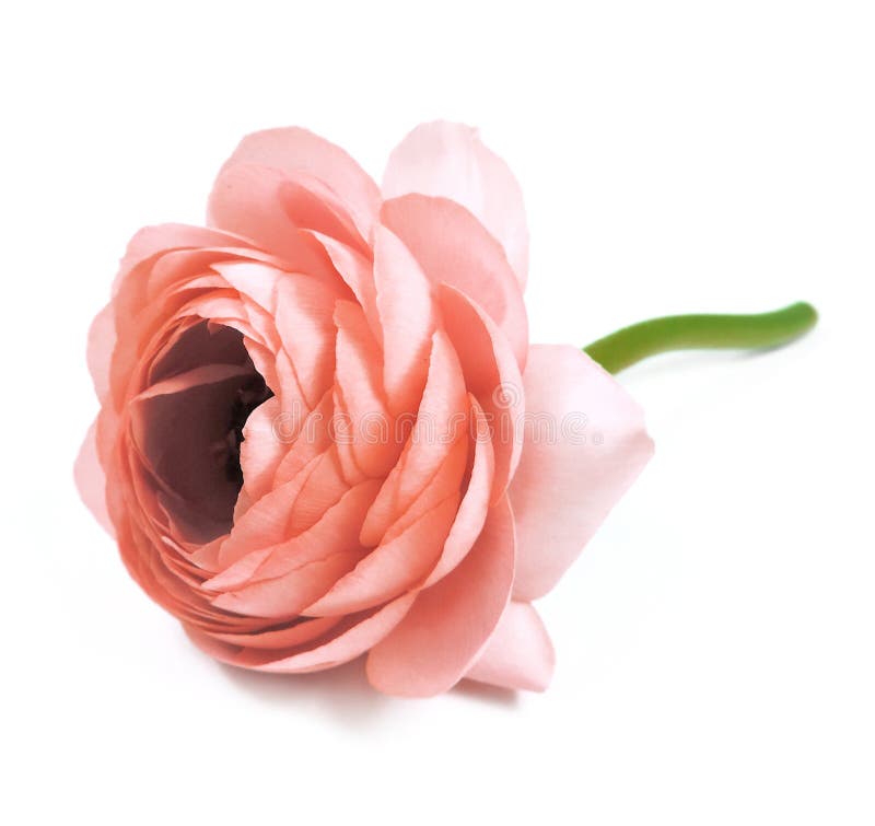 Pink Buttercup, Ranunculus or Peony Stock Photo - Image of peony, color ...
