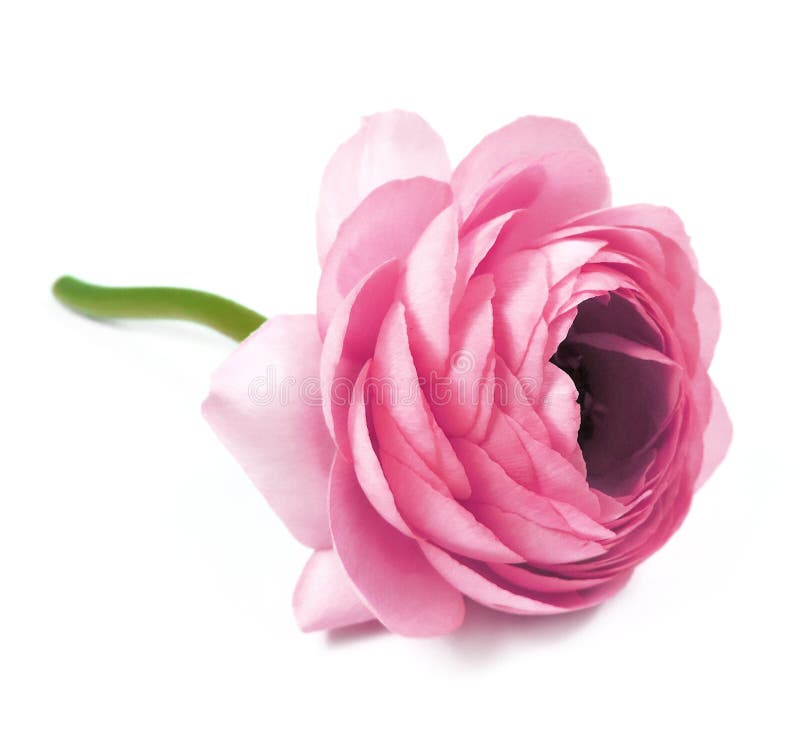 Pink Buttercup, Ranunculus or Peony Stock Photo - Image of head, nature ...