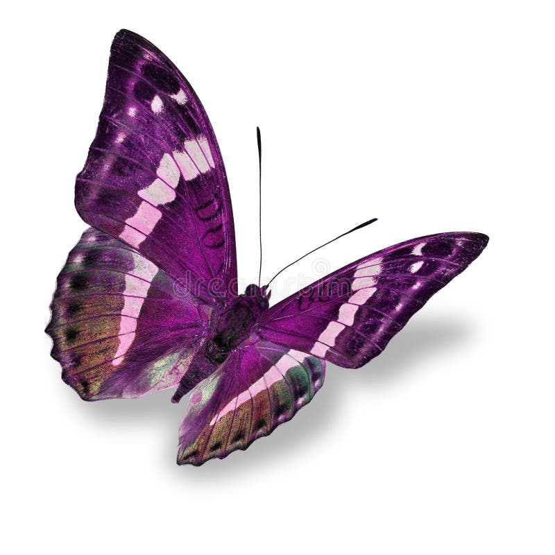 Pink butterfly stock image. Image of view, flying, fragility - 58334421