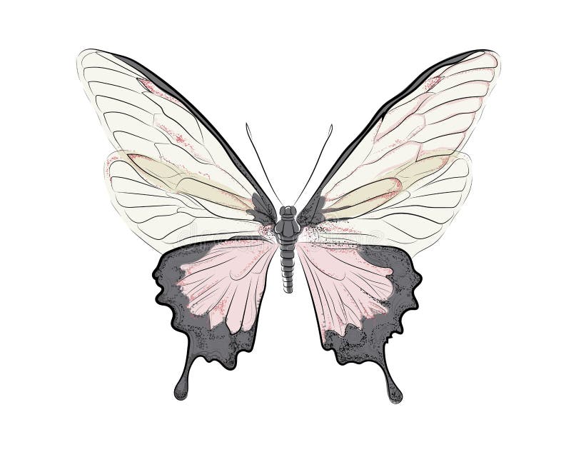 Pink butterfly stock illustration. Illustration of design - 72039663