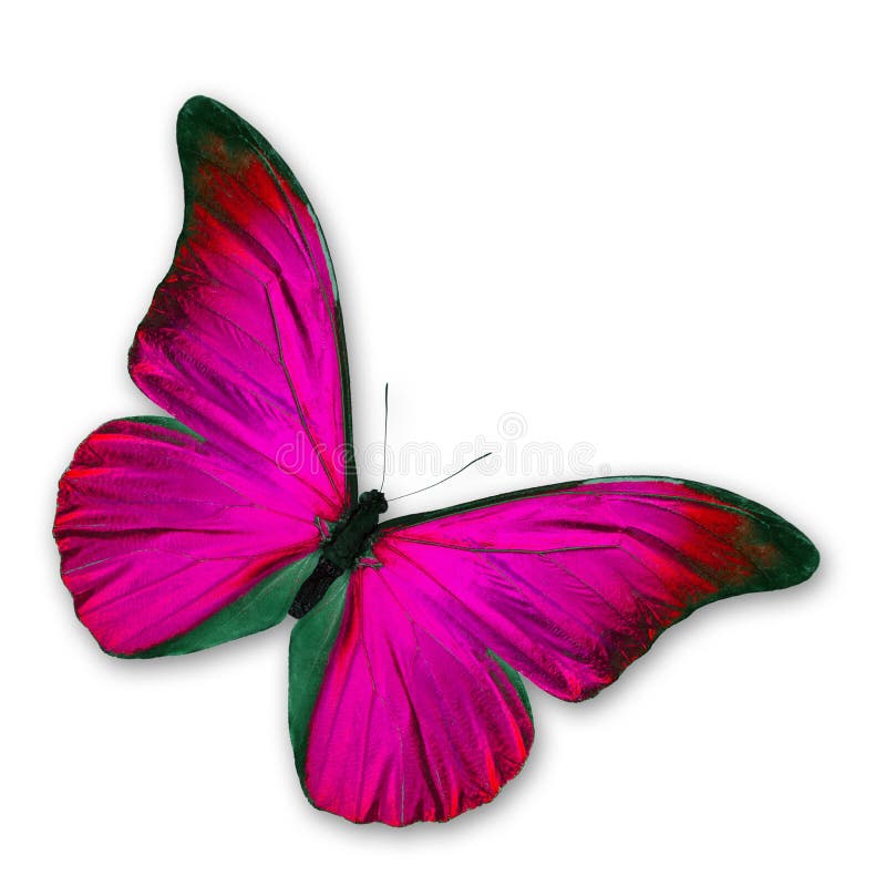 Pink Butterfly stock photo. Image of botanical, insect - 66921278 Pink Butterfly stock photo. Image of botanical, insect - 66921278