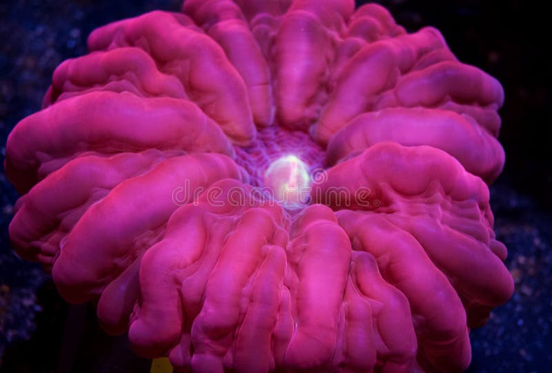 Pink button coral stock image. Image of coral, reefs - 106176967
