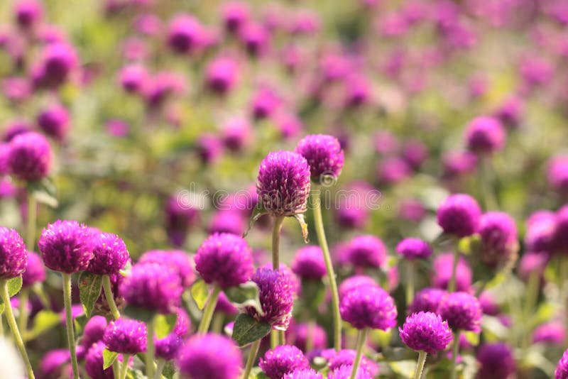 Pink button flower stock image. Image of button, field - 204755399