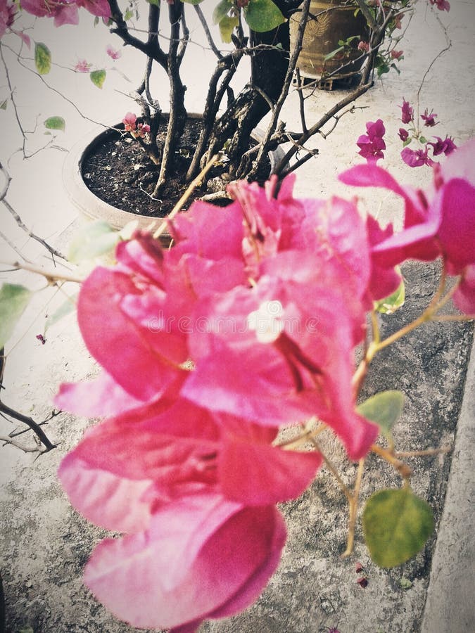 Pink button stock photo. Image of pink, power, button - 107647534