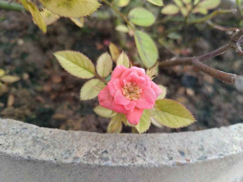 Pink button rose flower stock image. Image of fruit - 198089899