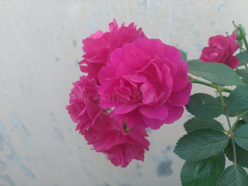 Pink Button Rose Flower Closeup Stock Photo - Image of closeup, purple ...