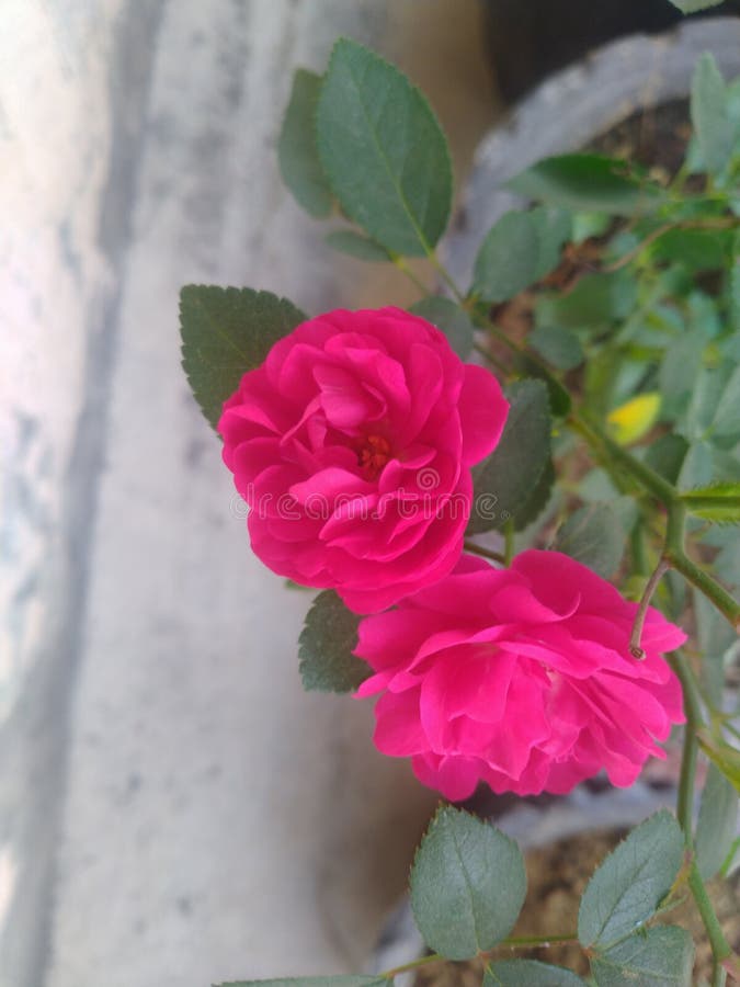 Pink Button Rose Flower Closeup Stock Image - Image of bouquet, rose ...