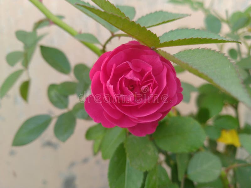 Pink Button Rose Flower Closeup Stock Image - Image of flower, green ...