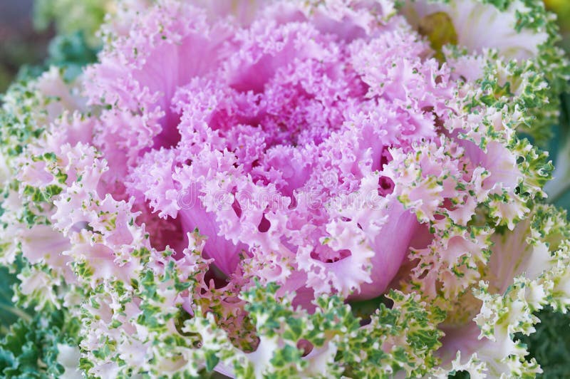 The Pink cabbage stock image. Image of health, kale, flora - 22152073