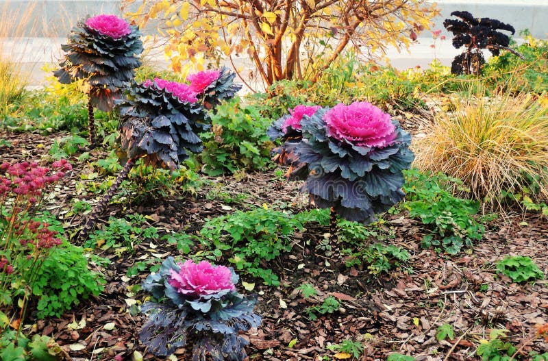 Colorful Cabbage Flowers of Different Sizes Grow in Rows. Stock Image ...
