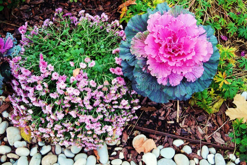 Pink Cabbage in Autumn Garden Stock Image - Image of bloom, botany ...