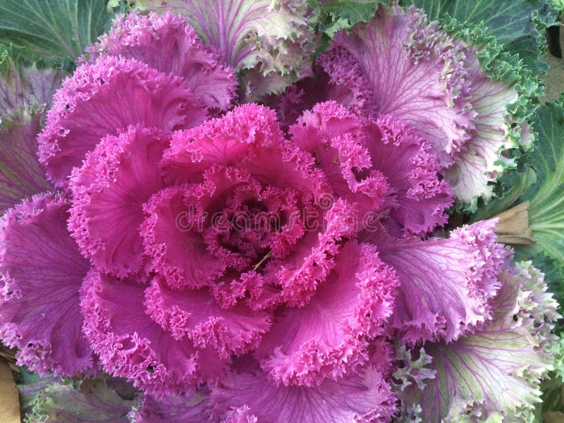 Pink cabbage stock photo. Image of cabage, healthy, farm - 63451394